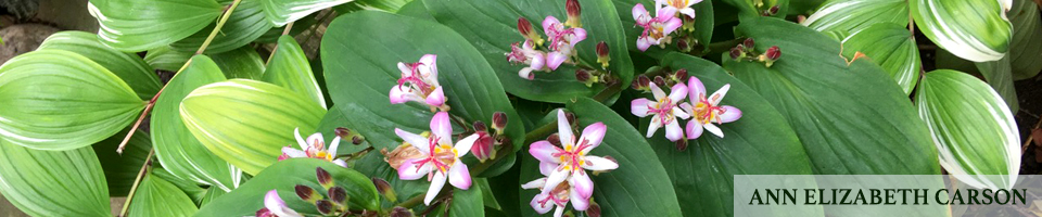 A Cool Summer | Ann Elizabeth Carson